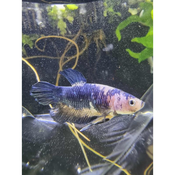 HMPK Blue Koi Betta – Tropical Fish Company