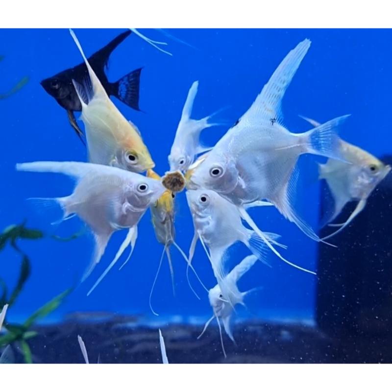 Assorted Angelfish – Tropical Fish Company