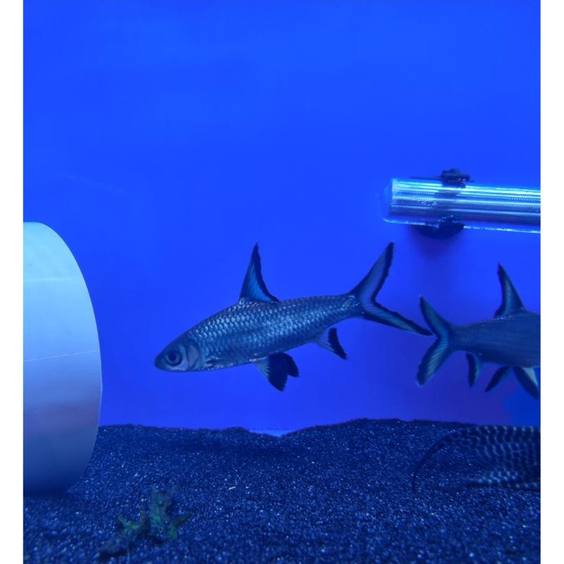 Bala Shark – Tropical Fish Company