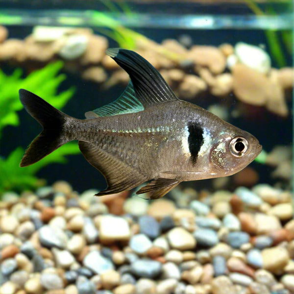 Black Phantom Tetra – Tropical Fish Company