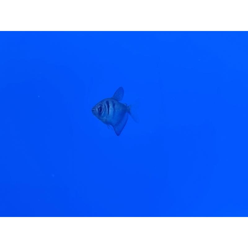Black Widow Tetra – Tropical Fish Company