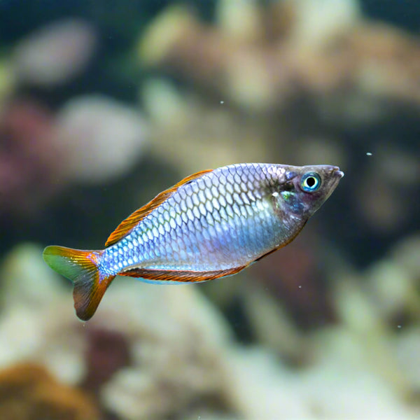 Neon Dwarf Rainbowfish – Tropical Fish Company