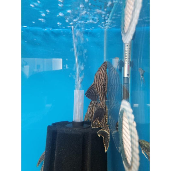 L190-Royal-Pleco – Tropical Fish Company