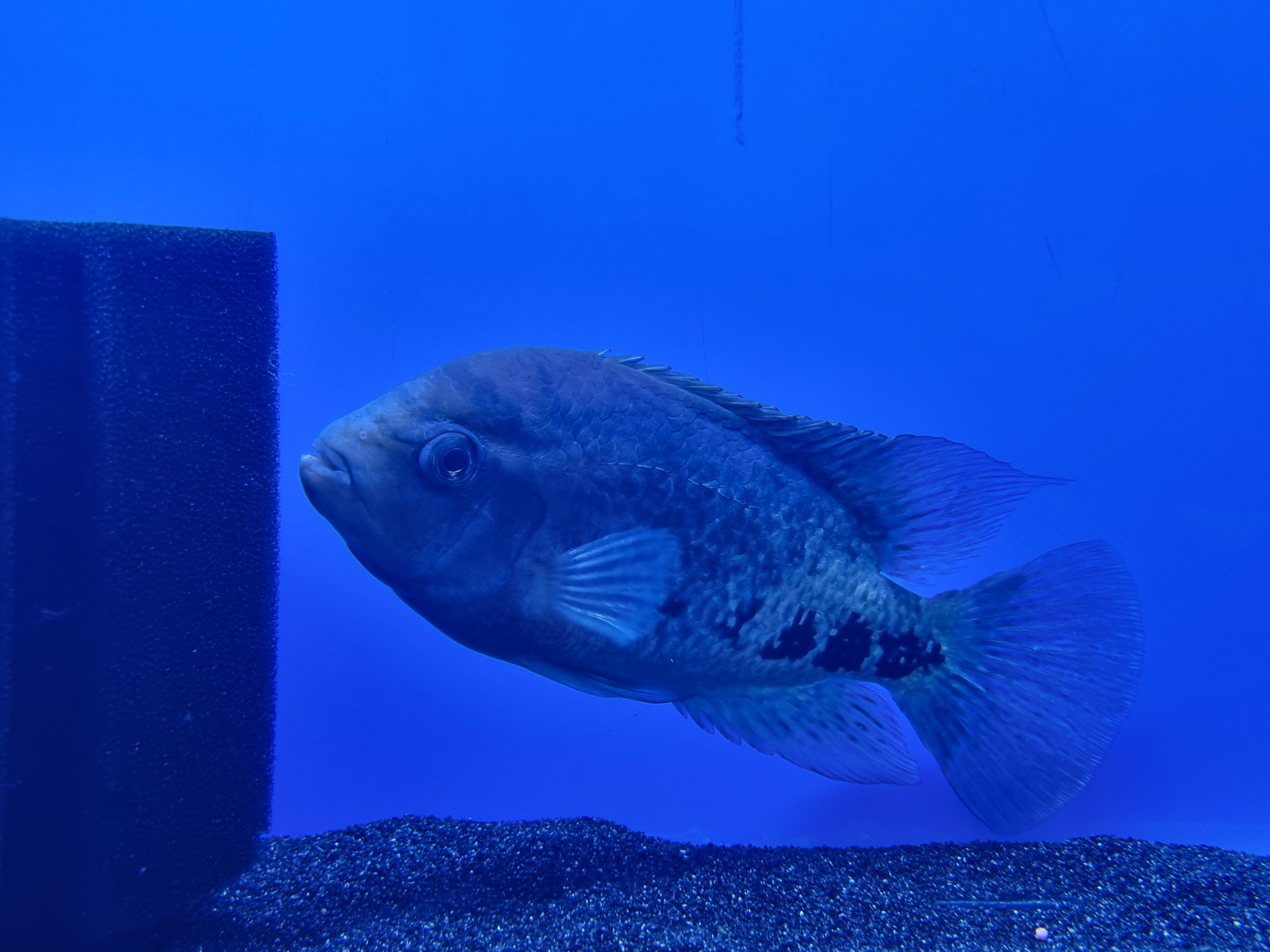 Redhead-Cichlid – Tropical Fish Company