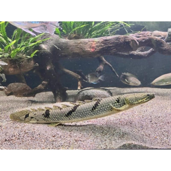 Royal-Delhezi-Bichir – Tropical Fish Company