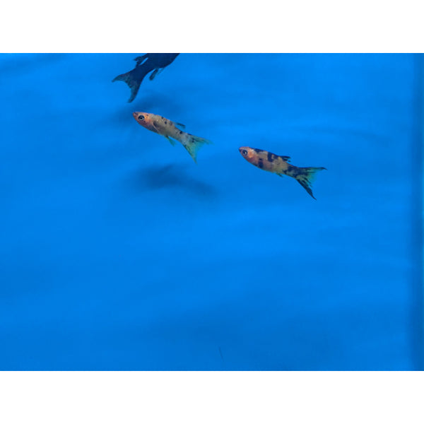 Lyretail Calico Molly – Tropical Fish Company