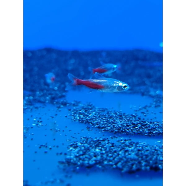 Diamond Head Neon Tetra – Tropical Fish Company