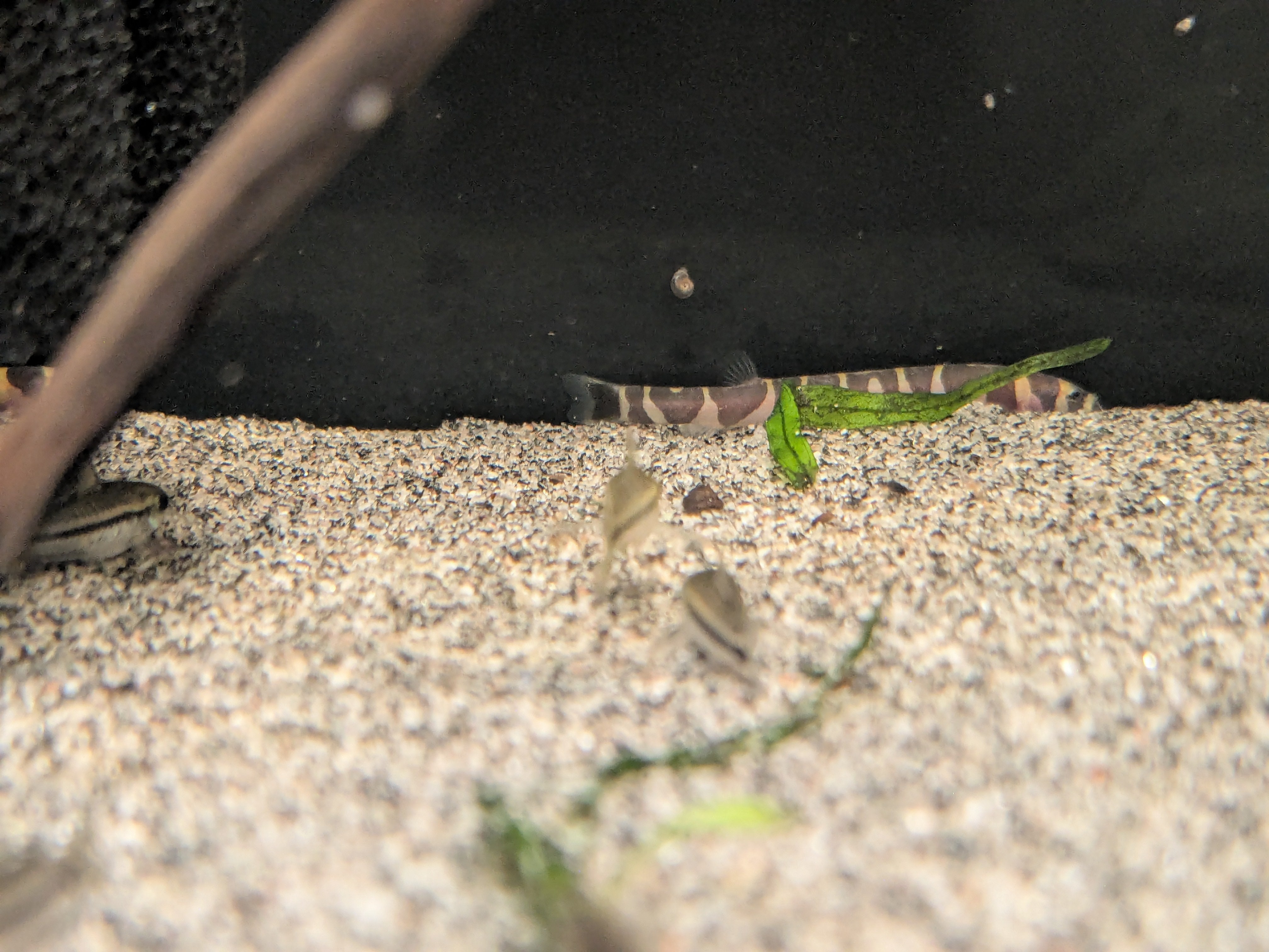 Banded coolie Loach – Tropical Fish Company