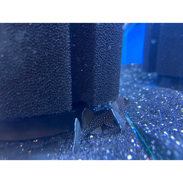 Starlight Pleco – Tropical Fish Company