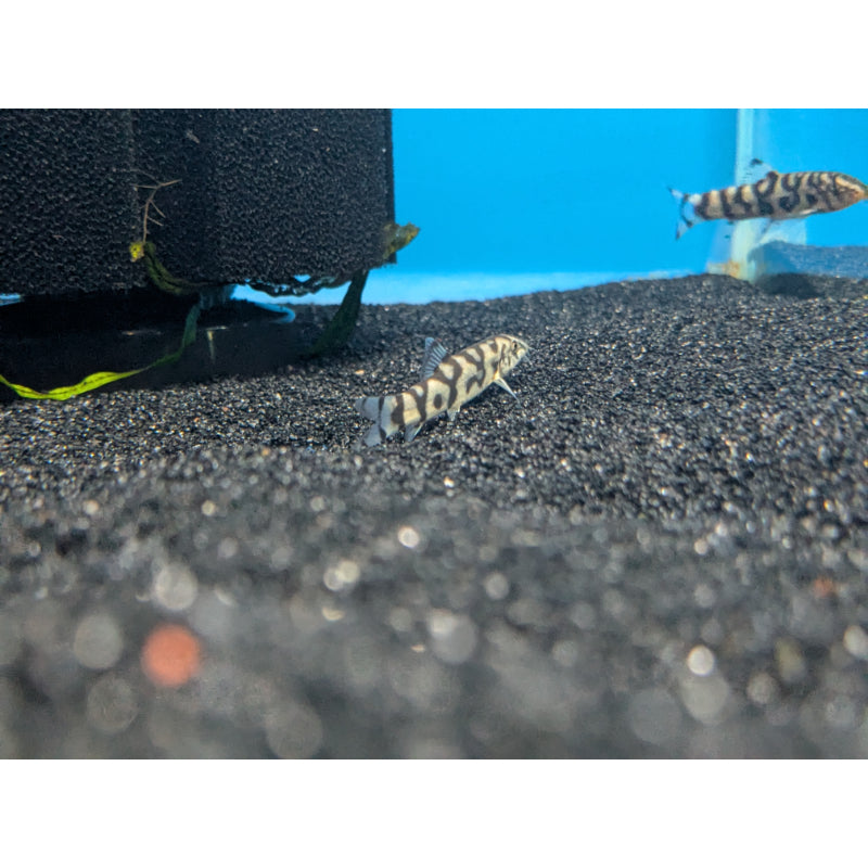 YO-YO Loach – Tropical Fish Company