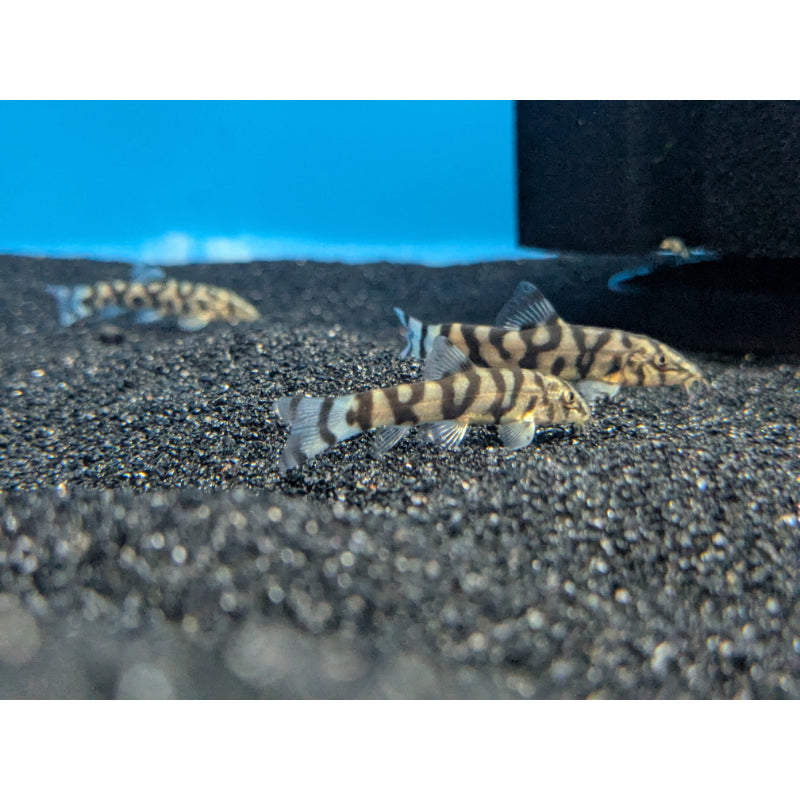 YO-YO Loach – Tropical Fish Company